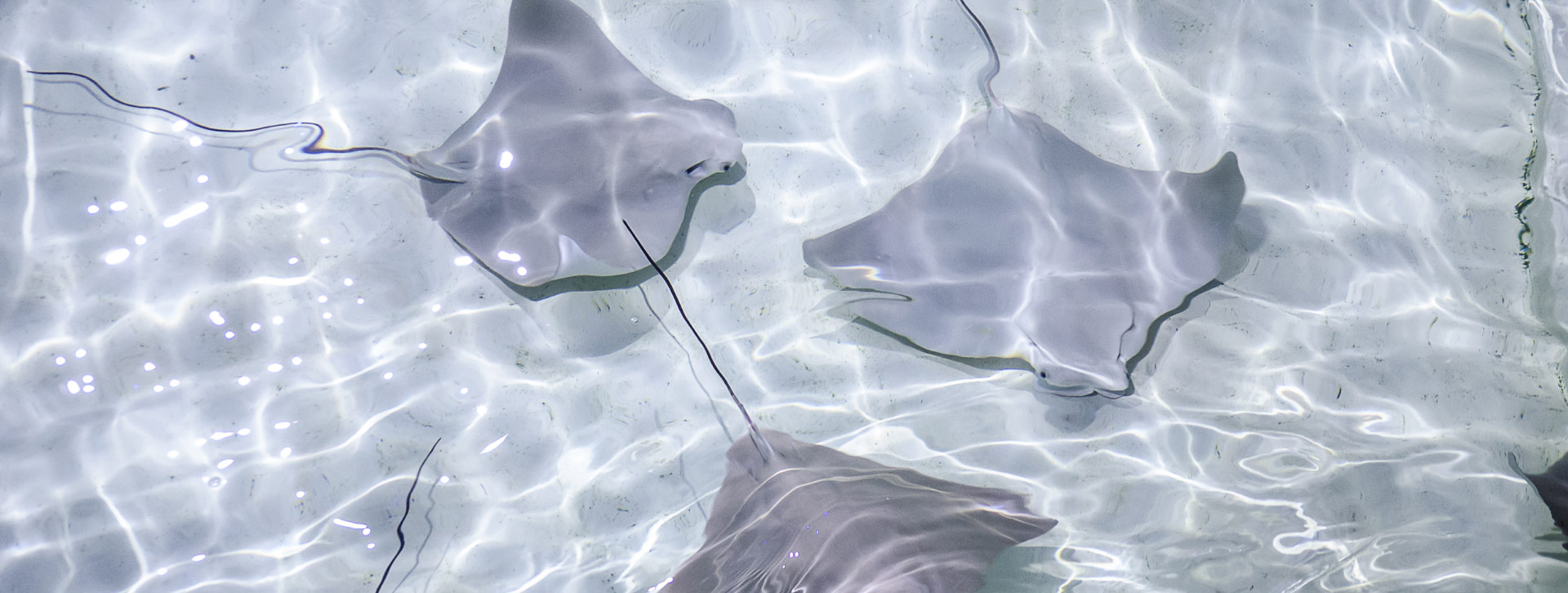Marine rays feeding Guadalajara